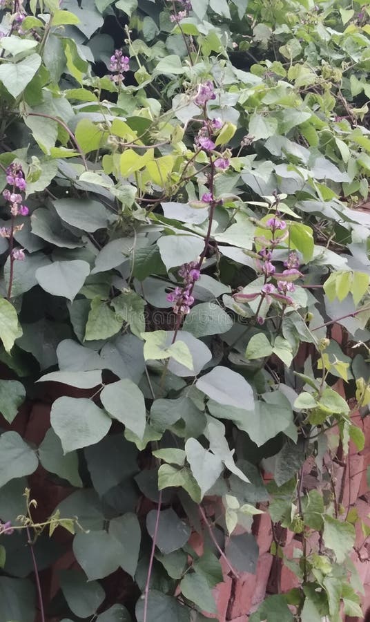 Shem fruit, leaf new fruit stock photo. Image of time - 167610288