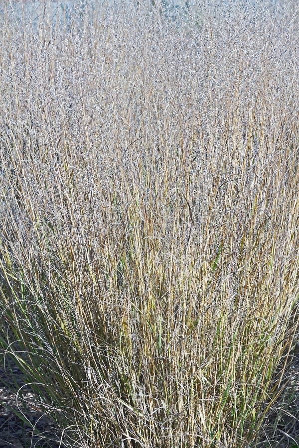 Panicum Virgatum Shenandoah Winter Stock Photos - Free & Royalty-Free ...