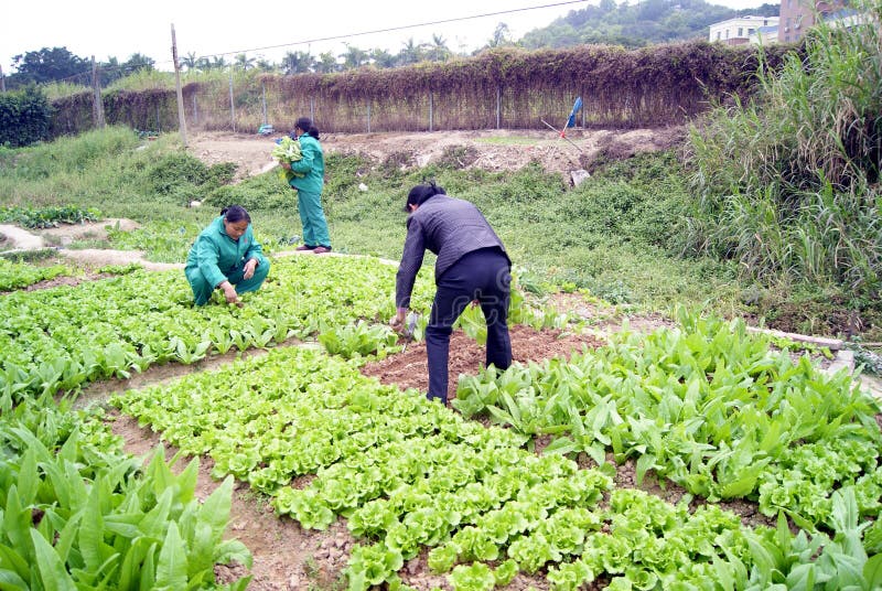 Shenzhen China: Growing Vegetables Editorial Stock Photo - Image of ...