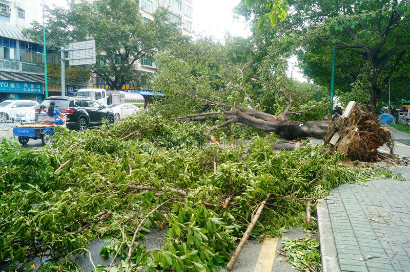 Shenzhen, China: Trees Hit by a Typhoon on a Sidewalk Editorial Stock ...