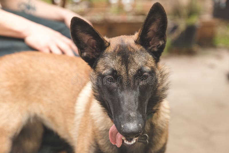 Shepard Puppy Playing Outside Stock Image - Image of black, hair: 87554985