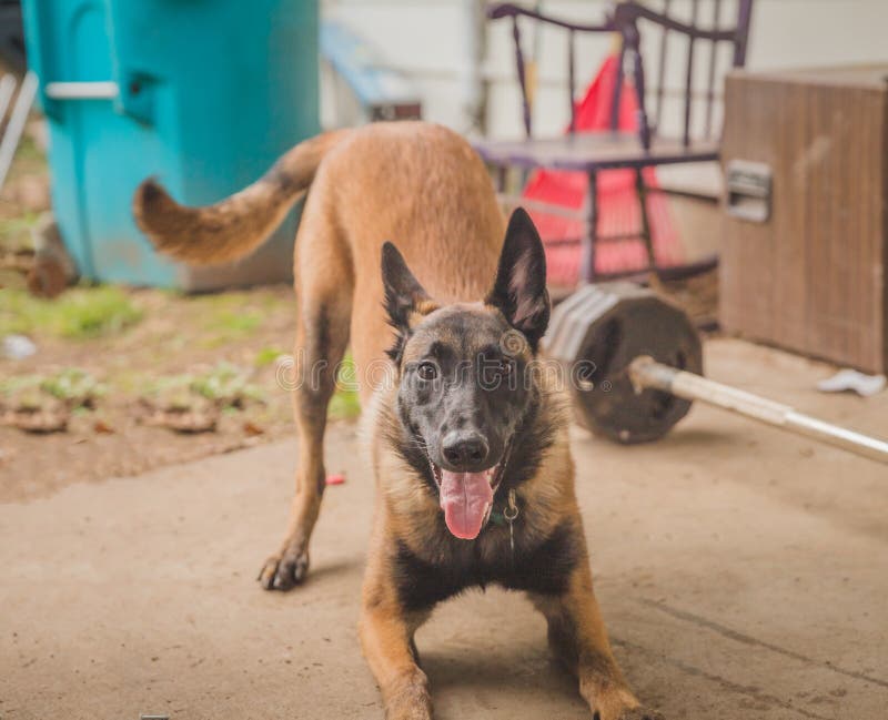 Shepard Puppy Playing Outside Stock Photo - Image of bodyguard, hair ...