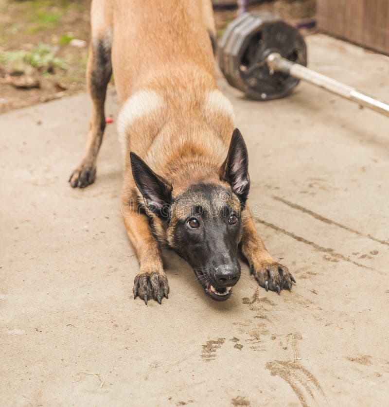 Shepard Puppy Playing Outside Stock Image - Image of mammal, owner ...