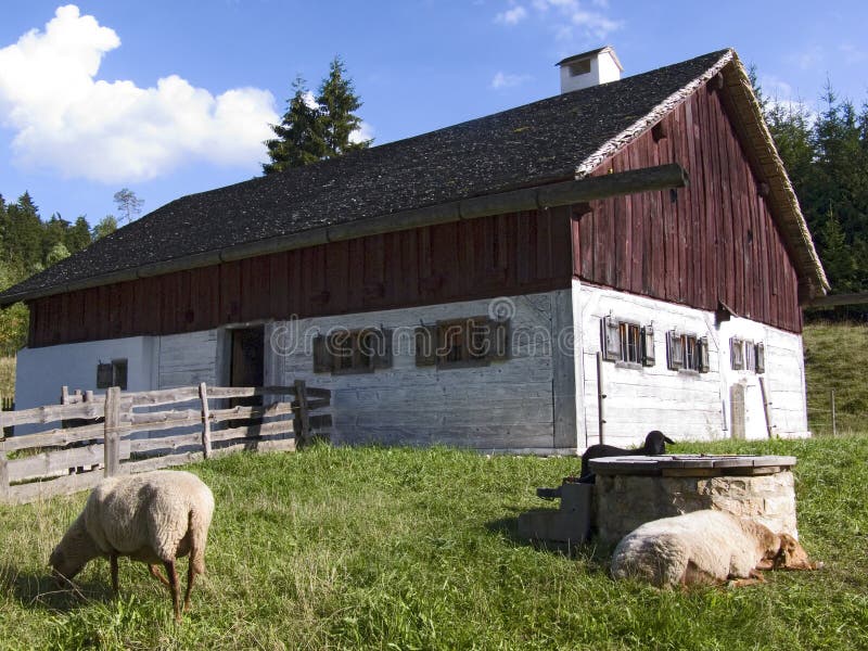 Shepards Field Sheep Stock Photos - Free & Royalty-Free Stock Photos ...