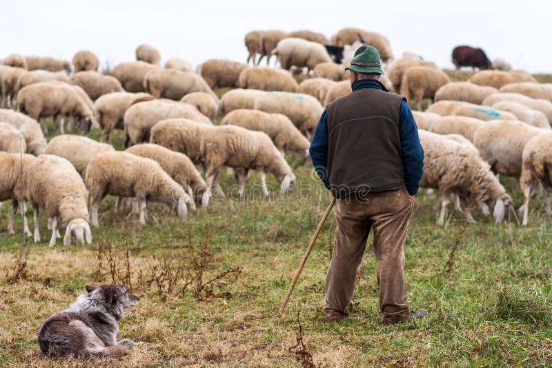 Sheperd with his flock editorial stock image. Image of grass - 97339754