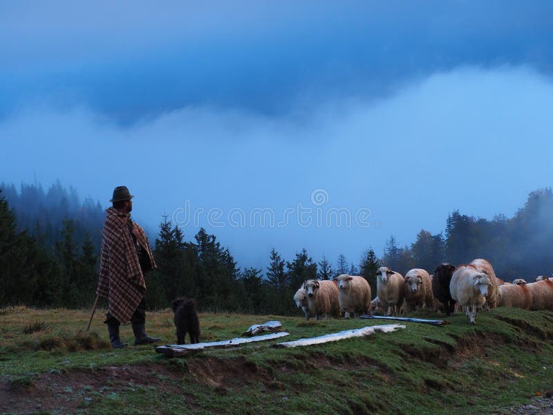Sheperd in Transylvania editorial image. Image of terrain - 341181760