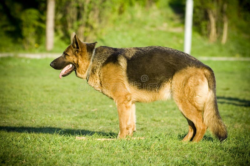 Shephard stock image. Image of security, card, adorable - 9130993