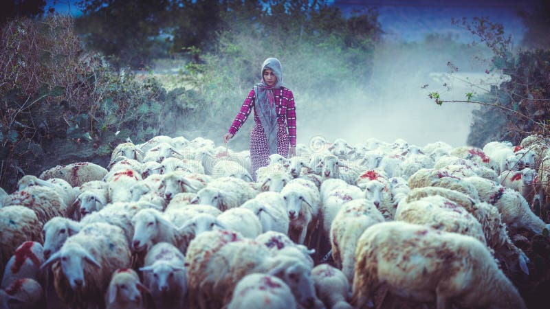 Female Shepherd stock image. Image of lady, people, herd - 251021957