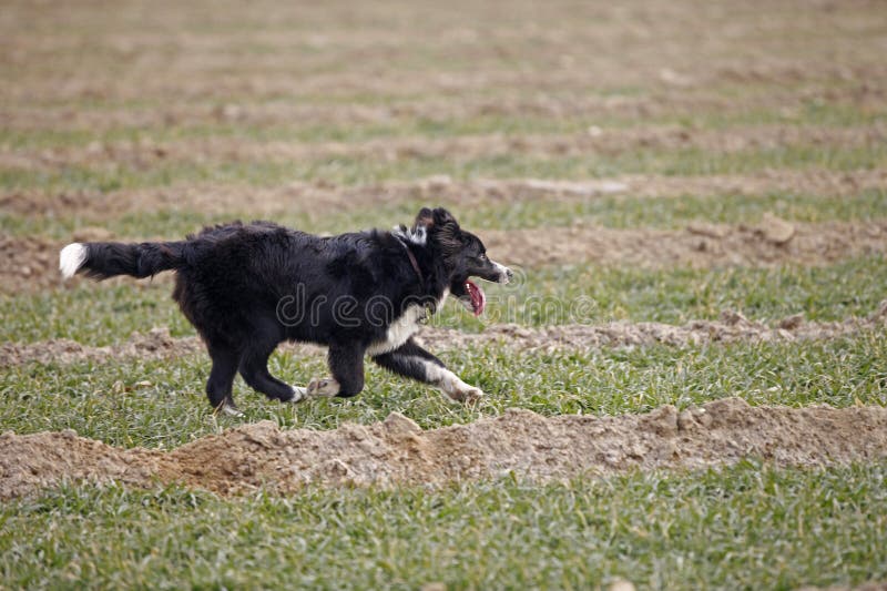 Shepherd stock illustration. Illustration of animals - 370277670