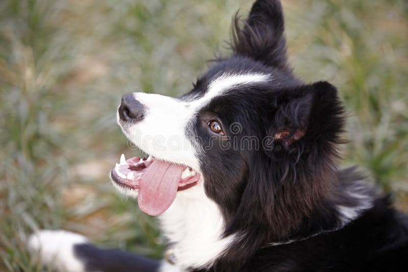 Shepherd stock illustration. Illustration of brown, open - 370277743