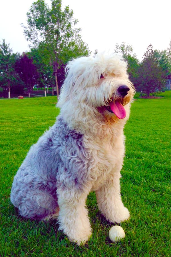 The shepherd stock image. Image of trees, ancient, eyes - 44824081