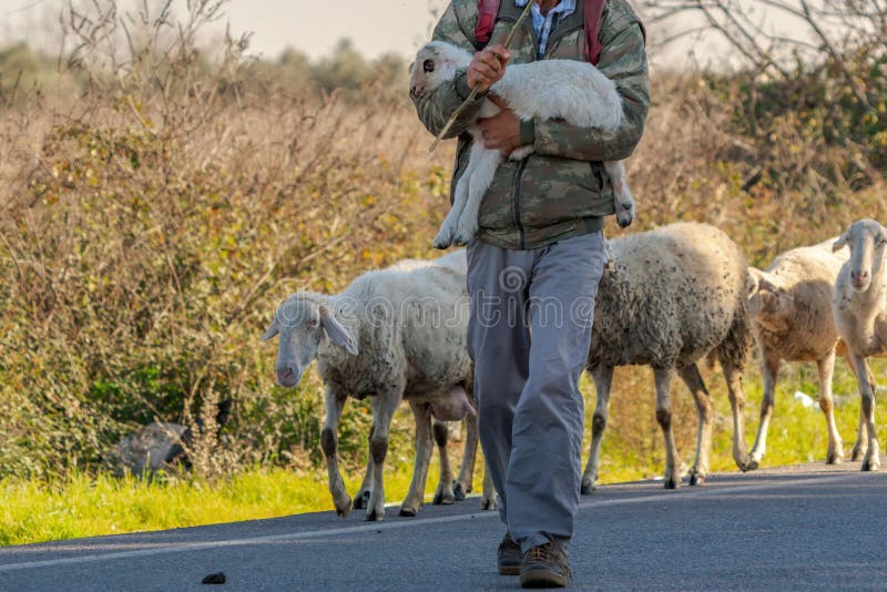 Shepherd Carrying His Lamb on His Lap Stock Image - Image of farmer ...