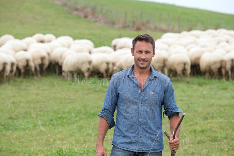 Shepherd with Cattle in Background Stock Image - Image of field ...