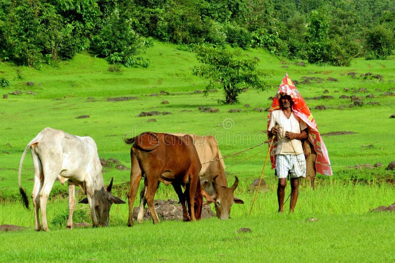 Shepherd with Cattle, Dehna Village, India. Editorial Photo - Image of ...