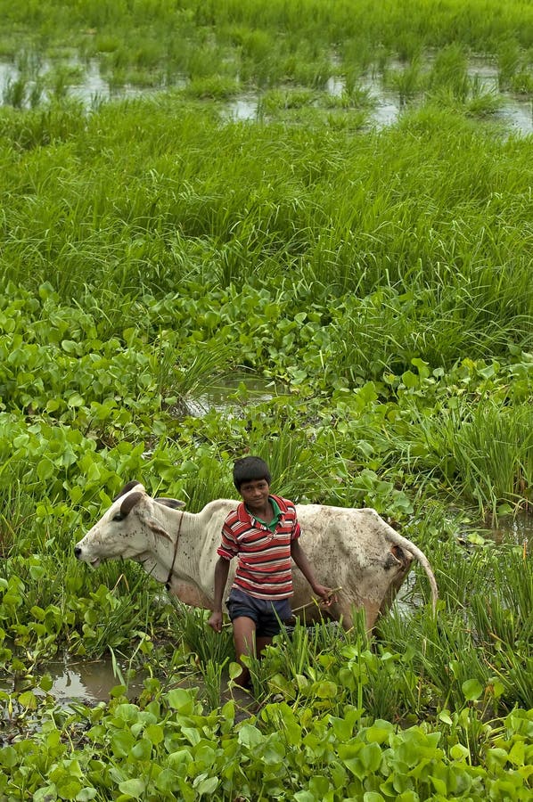 173 Cow Working Fields Stock Photos - Free & Royalty-Free Stock Photos ...