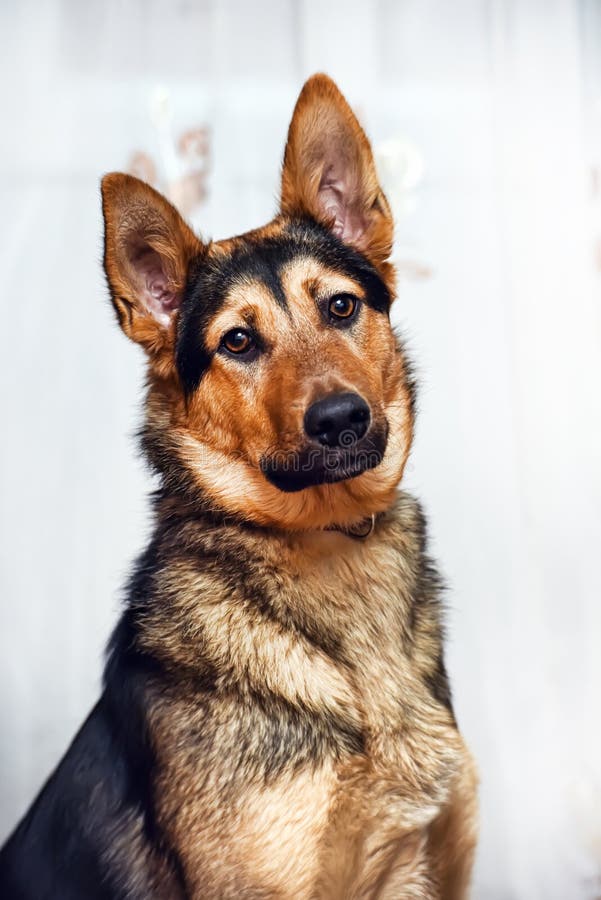 Shepherd crossbreed dog stock image. Image of purebred - 52413337