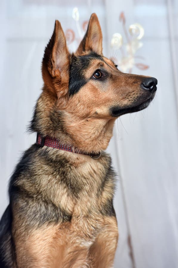 Shepherd crossbreed dog stock image. Image of close, crossbreed - 52413861