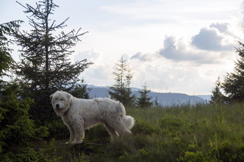 Shepherd Curly White Dog Stands in the Woods and Mountains Landscape ...
