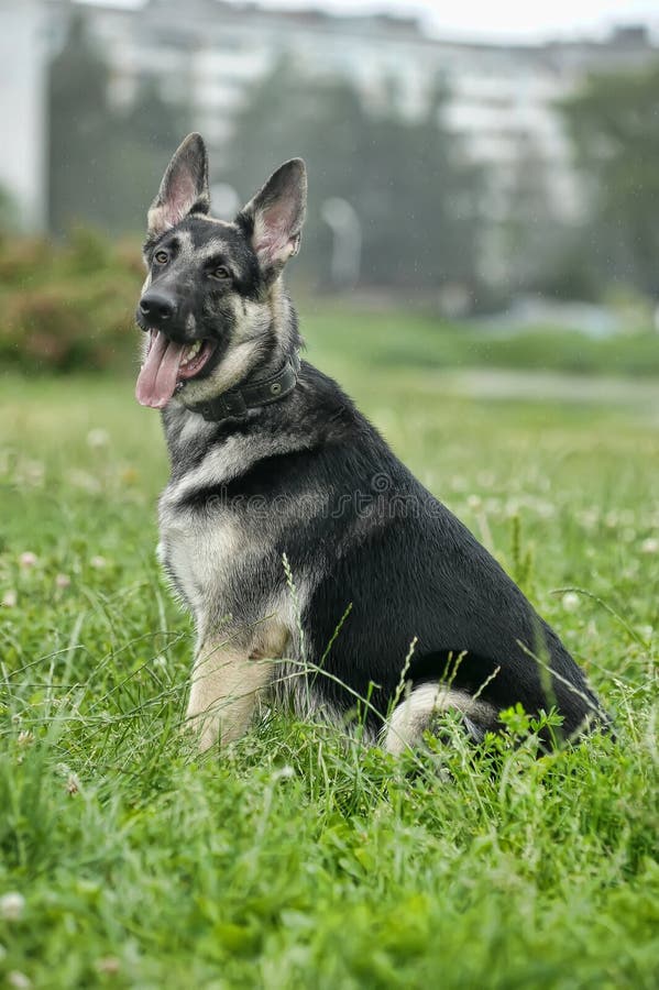 Shepherd Dog stock photo. Image of animals, brown, cute - 26110594