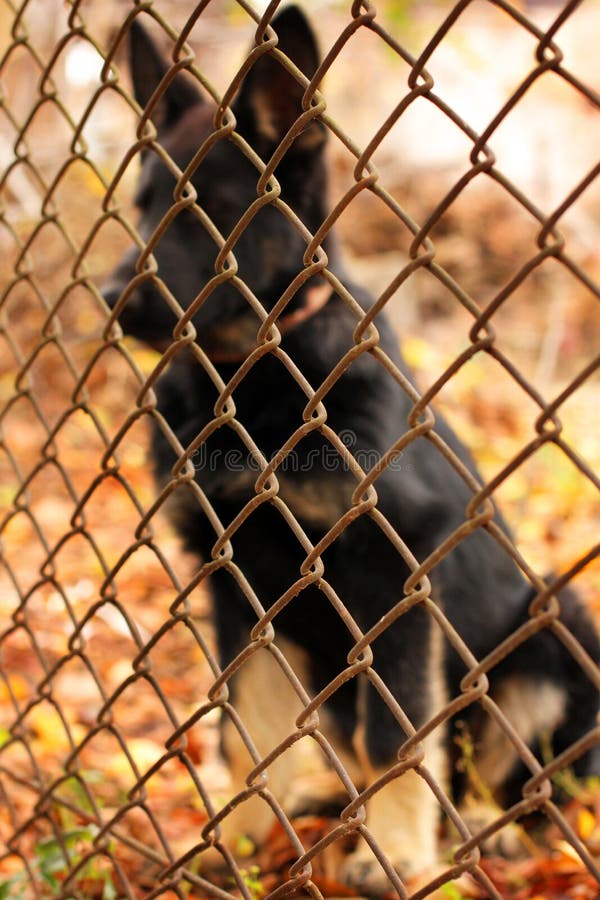 Shepherd Dog Behind the Net. Grid in the Foreground Stock Image - Image ...