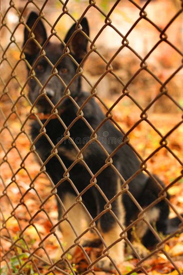 Shepherd Dog Behind the Net. Grid in the Foreground Stock Image - Image ...