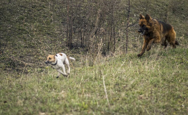 Why Do Dogs Chase Foxes