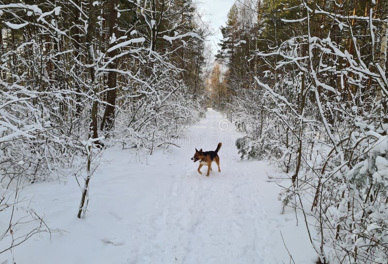 Shepherd dog exploring stock photo. Image of path, snowy - 246292566