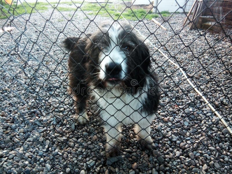 Shepherd dog at farm stock photo. Image of auto, colour - 217699554