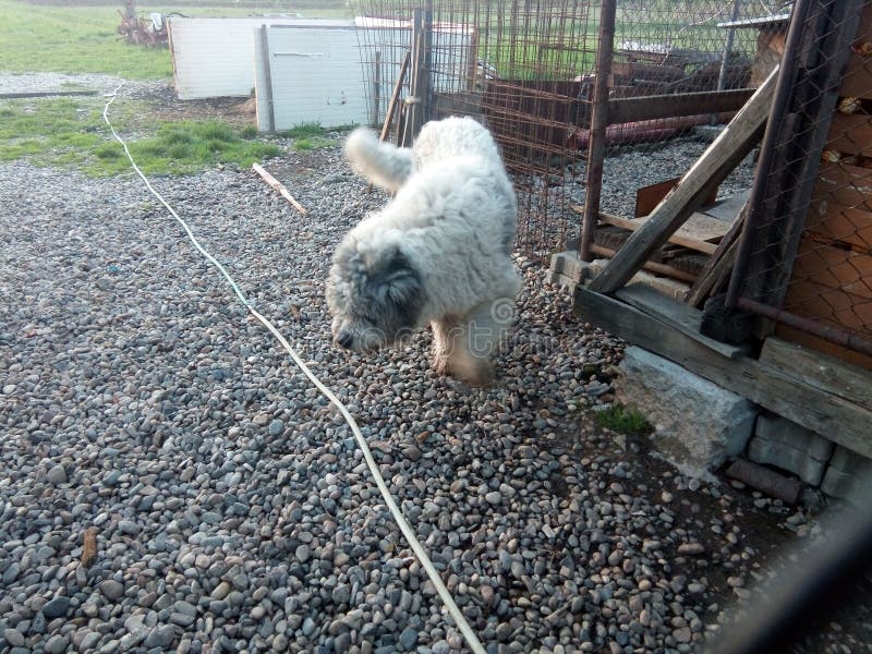 Shepherd dog at farm stock image. Image of cottage, field - 217699523