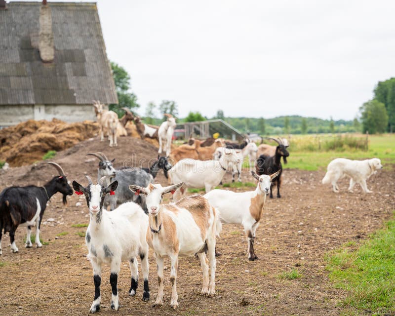 Shepherd Dog Guard the Flock of Goats. Stock Image - Image of flock ...