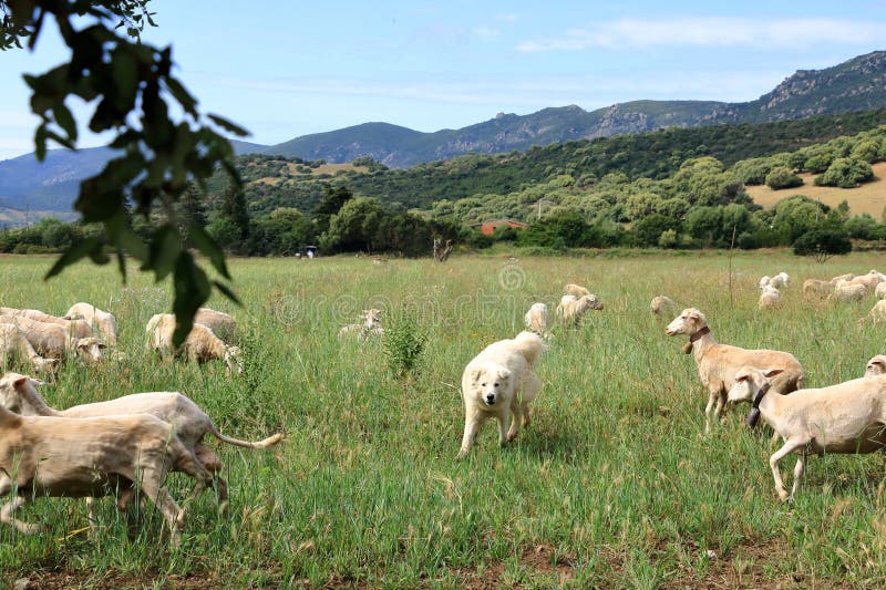 Shepherd Dog Guarding and Leading the Sheep Flock Stock Image - Image ...