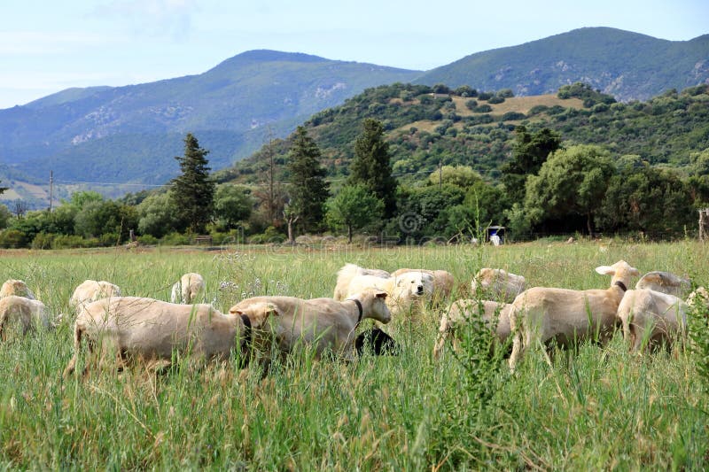 Shepherd Dog Guarding and Leading the Sheep Flock Stock Image - Image ...