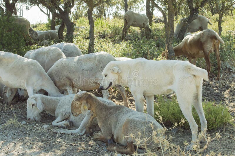 Shepherd dog stock image. Image of flock, herd, sheepfold - 95843021