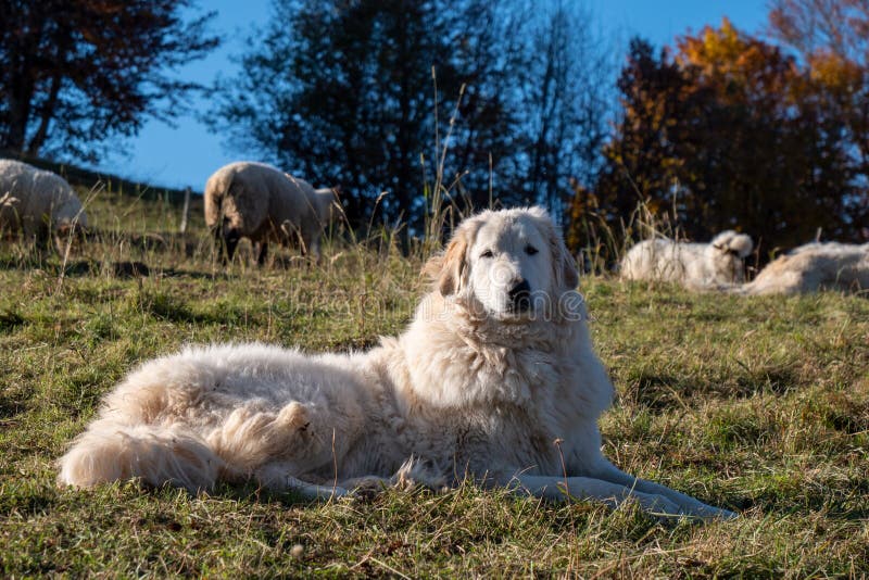 Shepherd Dog Guarding the Sheep Flock Stock Image - Image of protection ...
