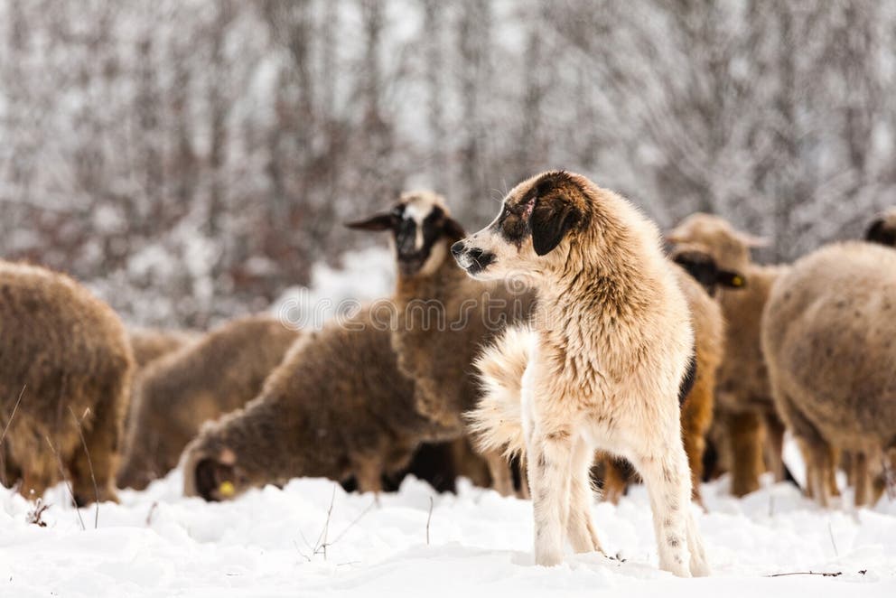 Shepherd Dog Keeps the Flock Stock Image - Image of flock, sheep: 90475179