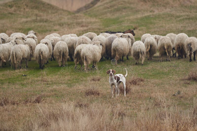 Shepherd Dog Protecting the Herd Stock Photo - Image of running ...