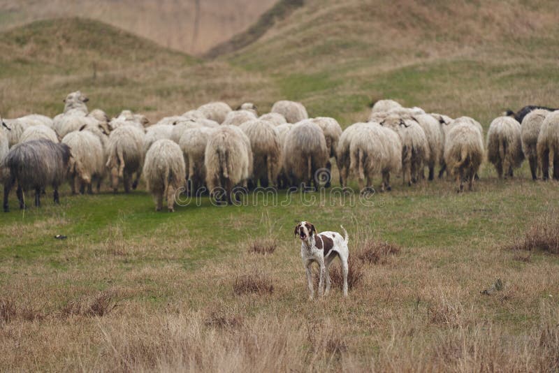 Shepherd Dog Protecting the Herd Stock Image - Image of nature ...