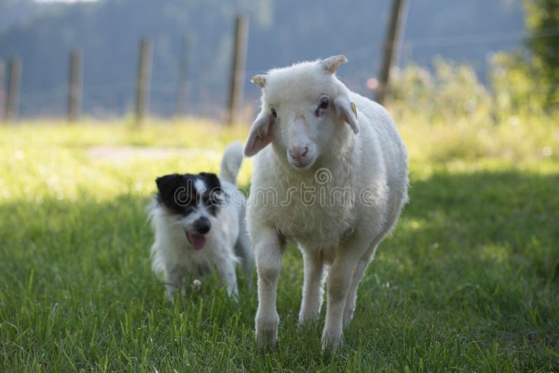 A shepherd dog with sheep stock photo. Image of farmer - 214915840