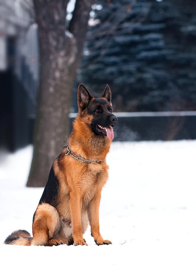 Shepherd Dog Sitting Sideways Stock Photo - Image of sideways, young ...