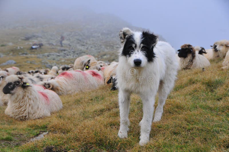 Shepherd Dog Guarding the Sheep Stock Image - Image of meadow, guarding ...