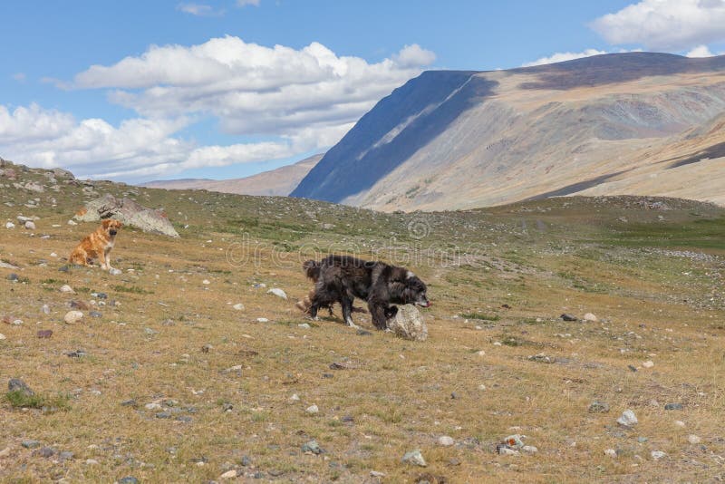 Shepherd Dogs Run in the Steppes of the Altai Mountains, Mongolia Stock ...