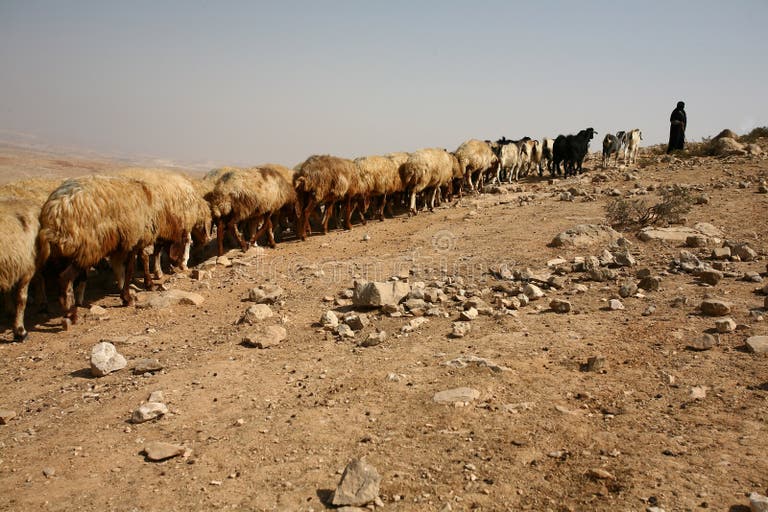 A shepherd with flock stock photo. Image of east, beduin - 3303510