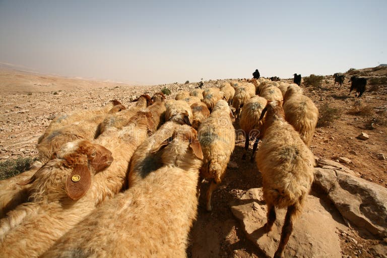 A shepherd with flock stock photo. Image of rural, pastures - 3303938