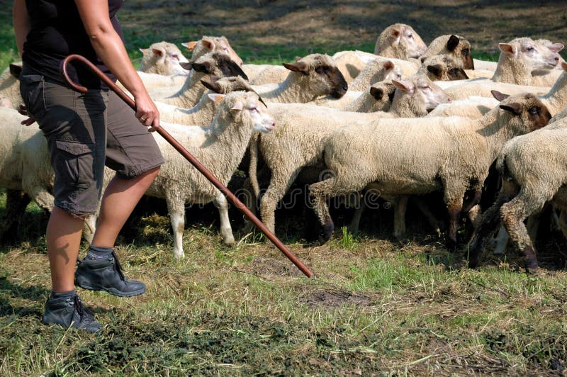 Shepherd and Flock of Sheep Stock Photo - Image of lamb, farming: 10730158