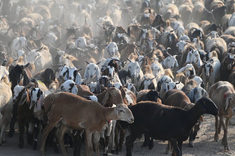 Shepherds with Flock of Sheep and Animals in the Fields. Editorial ...