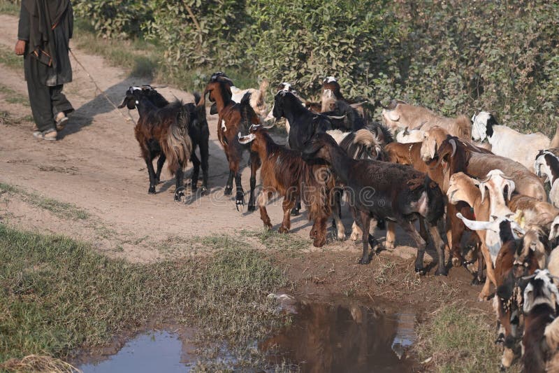 Shepherds with Flock of Sheep and Animals in the Fields. Editorial ...