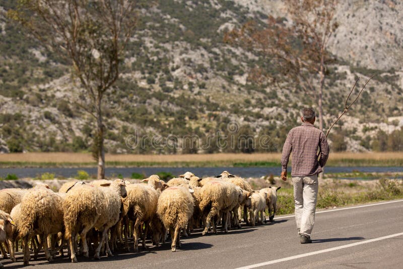 A Shepherd Grazing His Sheep Editorial Stock Photo - Image of animal ...