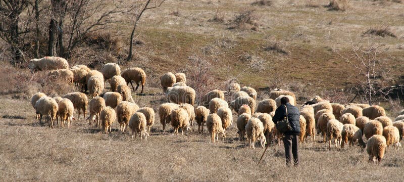 Shepherd with Herd of Sheep Editorial Photo - Image of herding ...