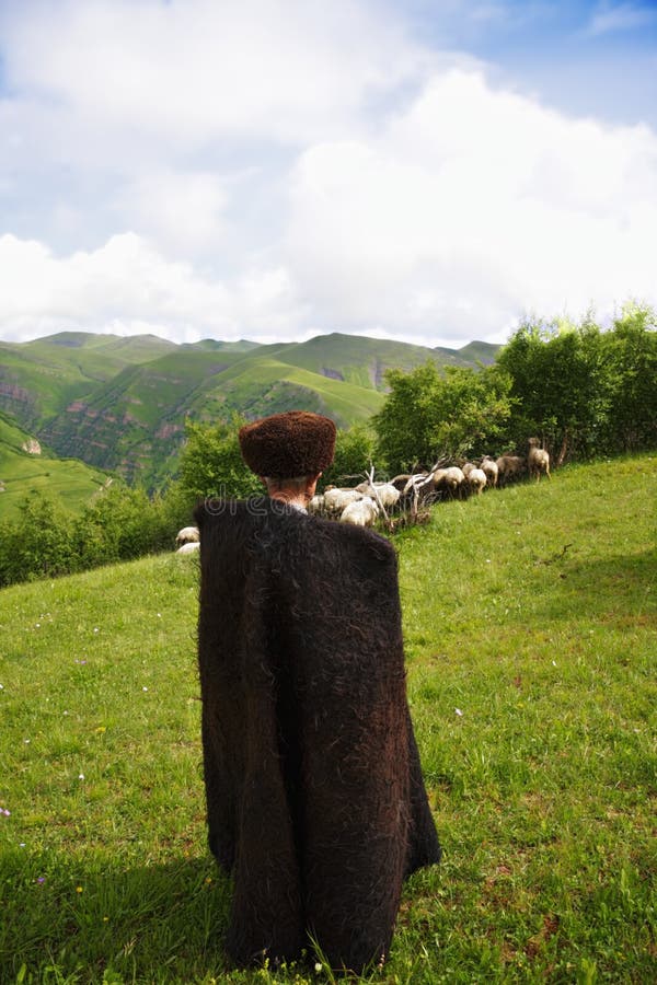 Shepherd is Herding Herd of Sheep Along Georgian Military, Georgia ...