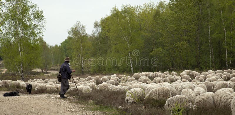 Shepherd with his flock stock photo. Image of grazing - 22101758